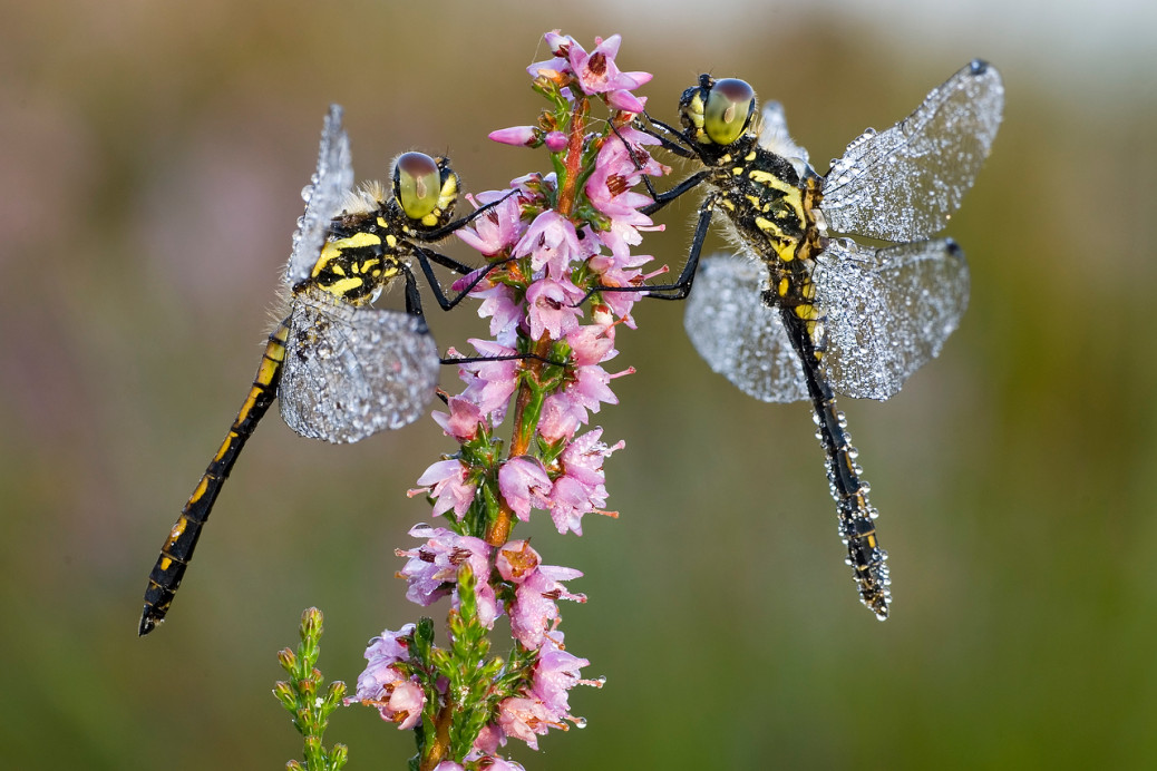Schwarze Heidelibellen (Sympetrum danae – Sulzer) an Erika-Heide im ...