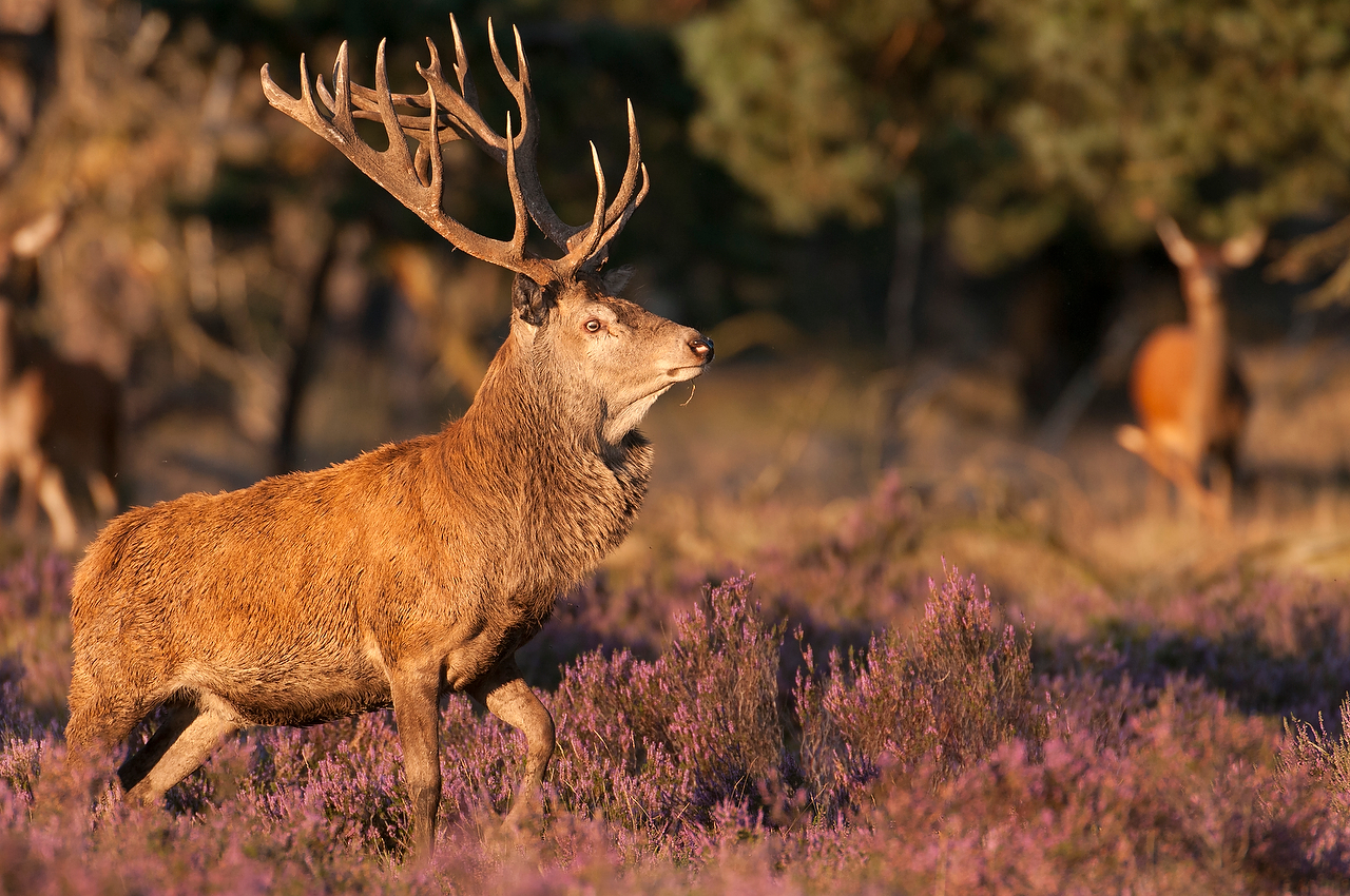 Rothirsch – Willi Rolfes