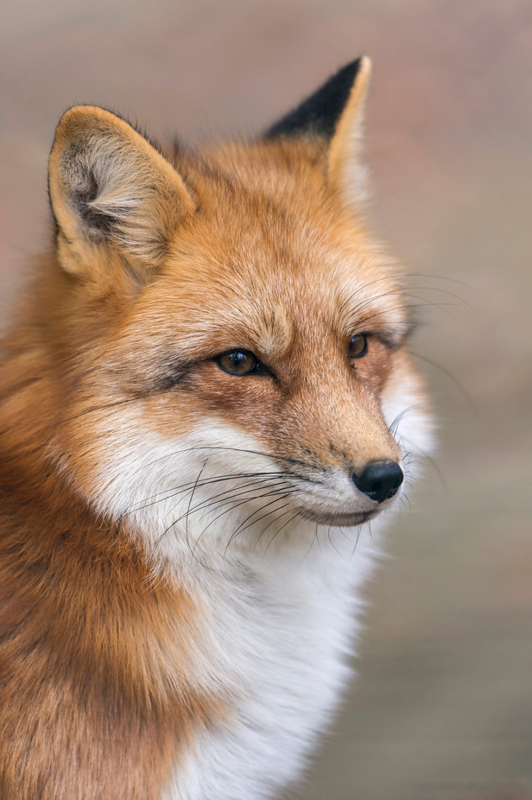 Fuchs, Rotfuchs, Portrait – Willi Rolfes